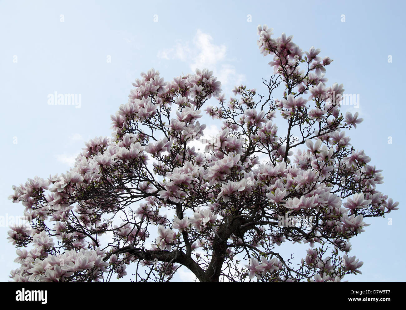 Magnolia Tree Full Bloom High Resolution Stock Photography and Images ...