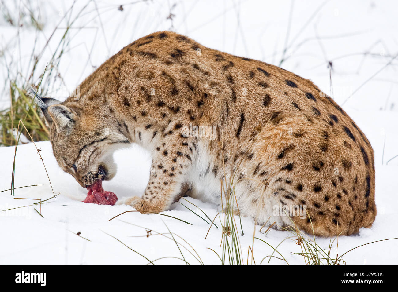 Eurasian lynx lynx eat hi-res stock photography and images - Alamy