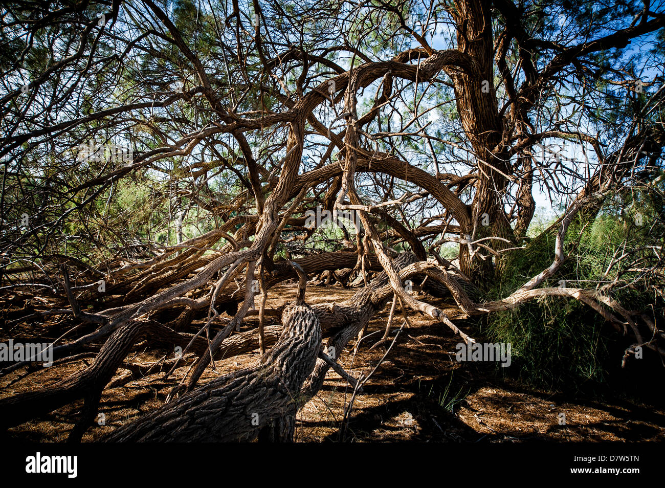 Israel, Negev Desert Tamarix (tamarisk, salt cedar) trees Stock Photo ...