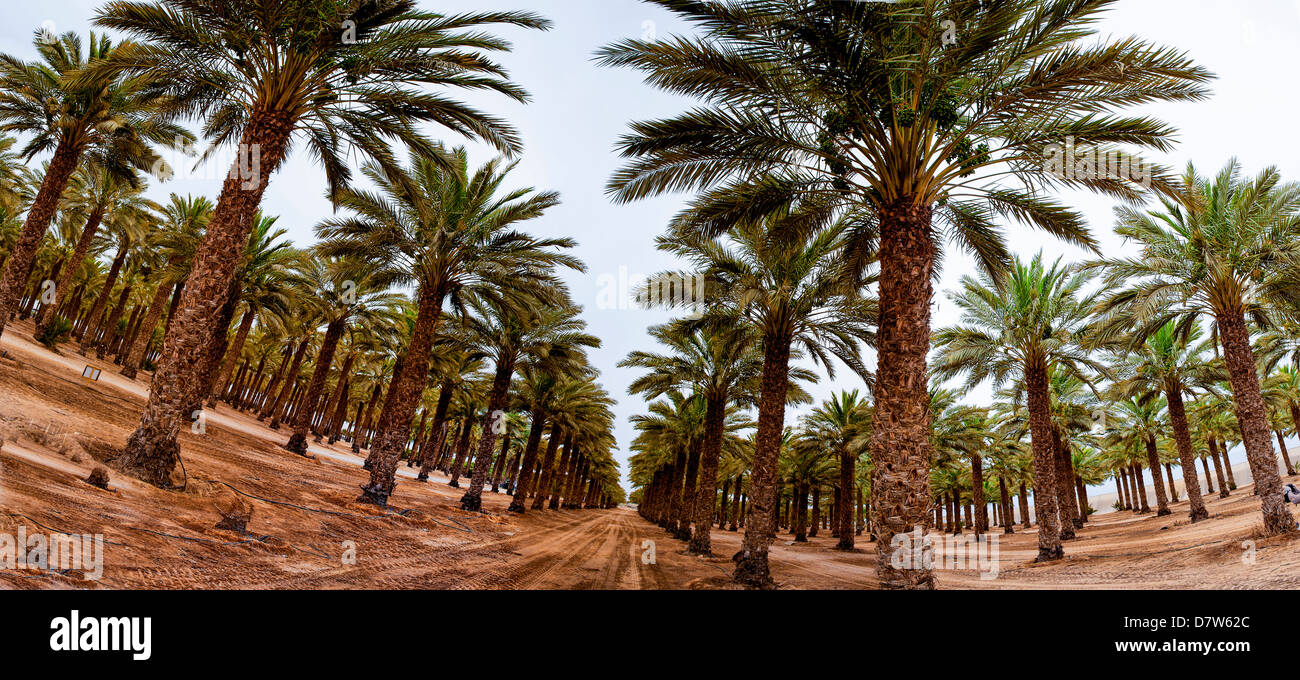 Desert agriculture. Date palm tree plantation. photographed in Israel ...