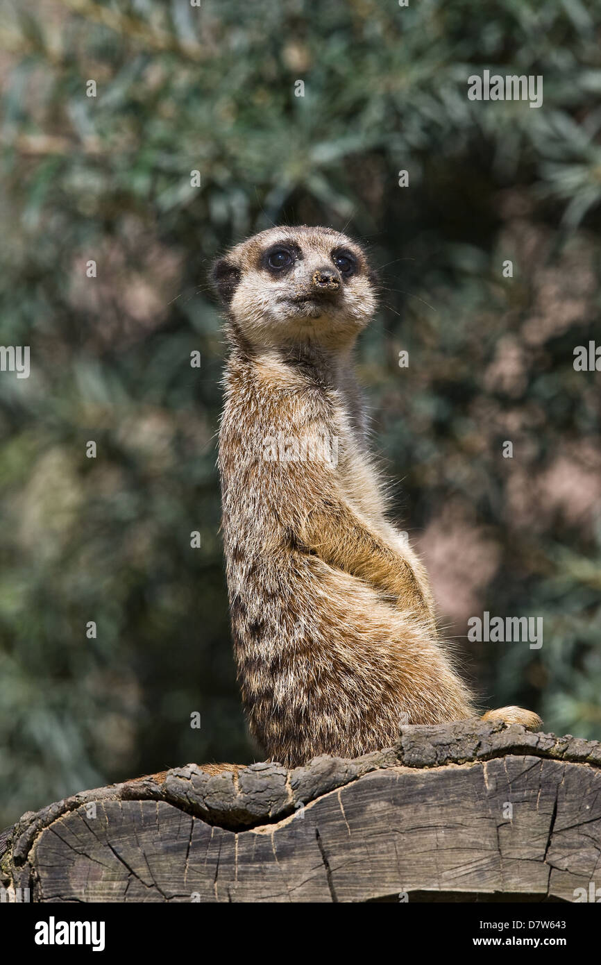 Suricats hi-res stock photography and images - Alamy