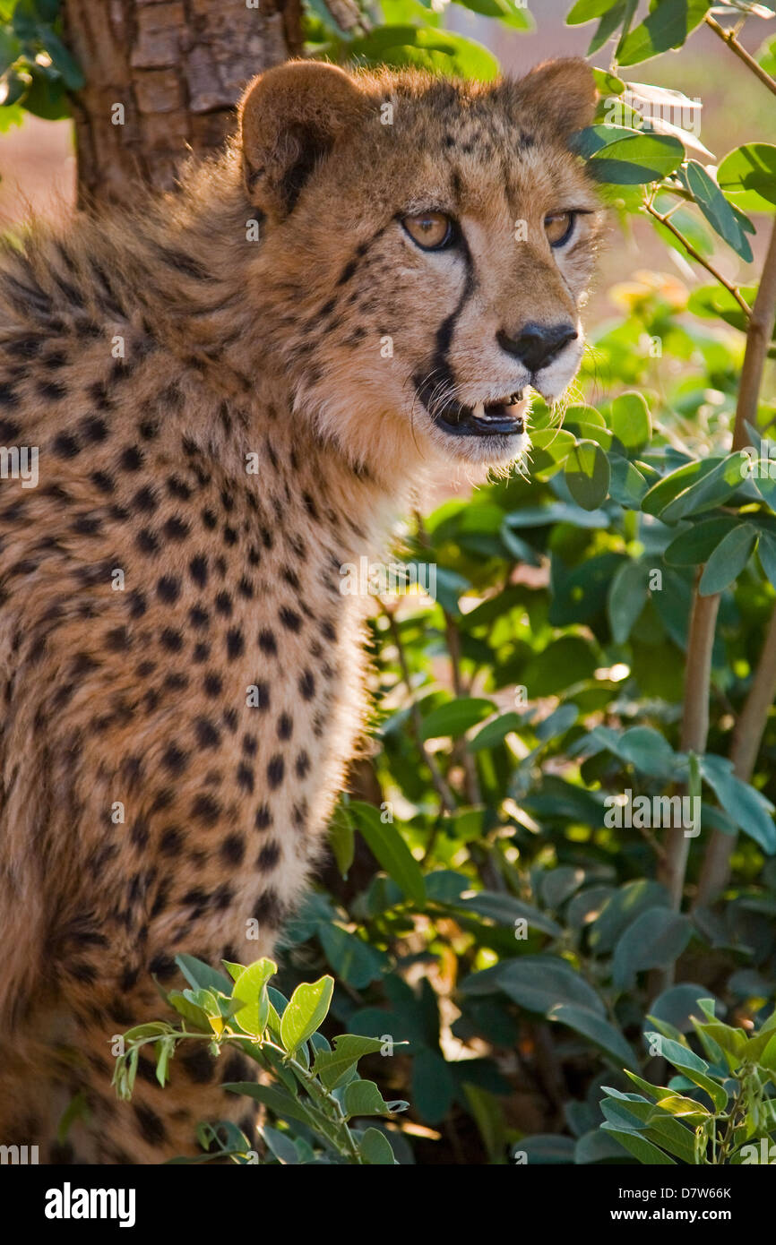 Cheetah side profile hi-res stock photography and images - Alamy