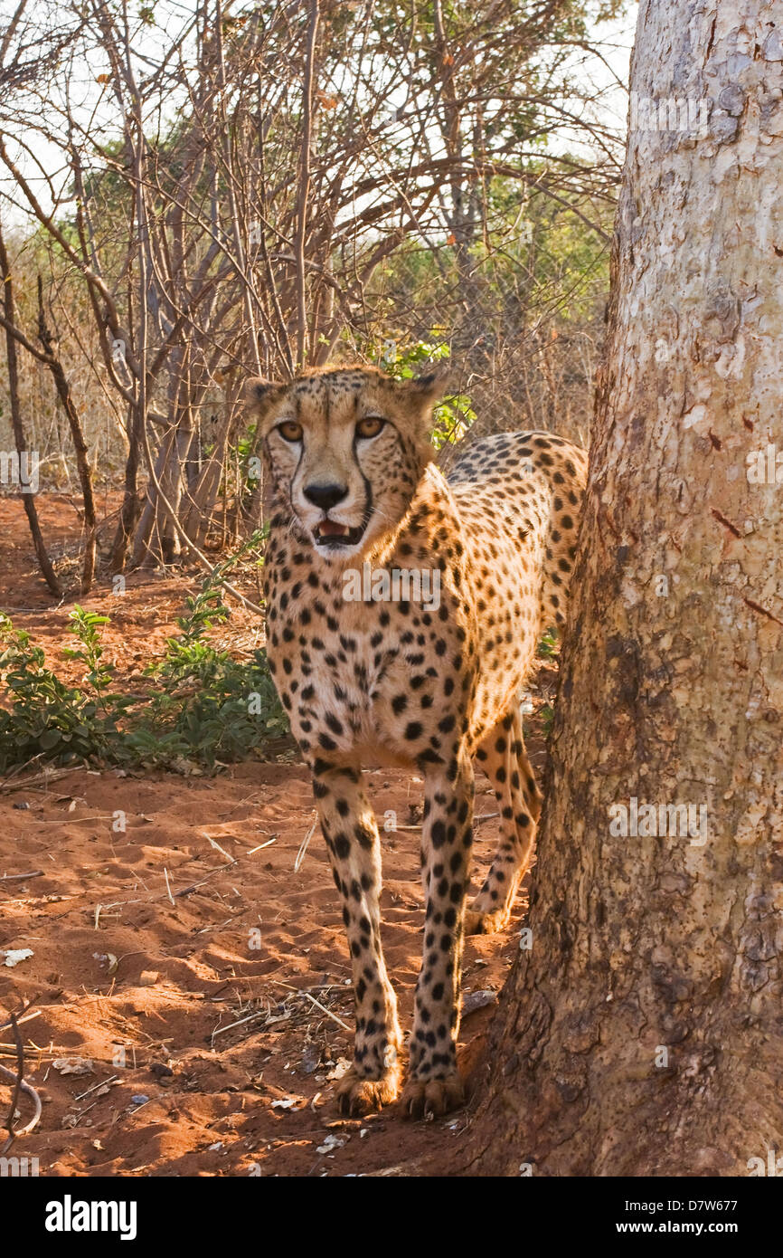 Cheetah shadow hi-res stock photography and images - Alamy