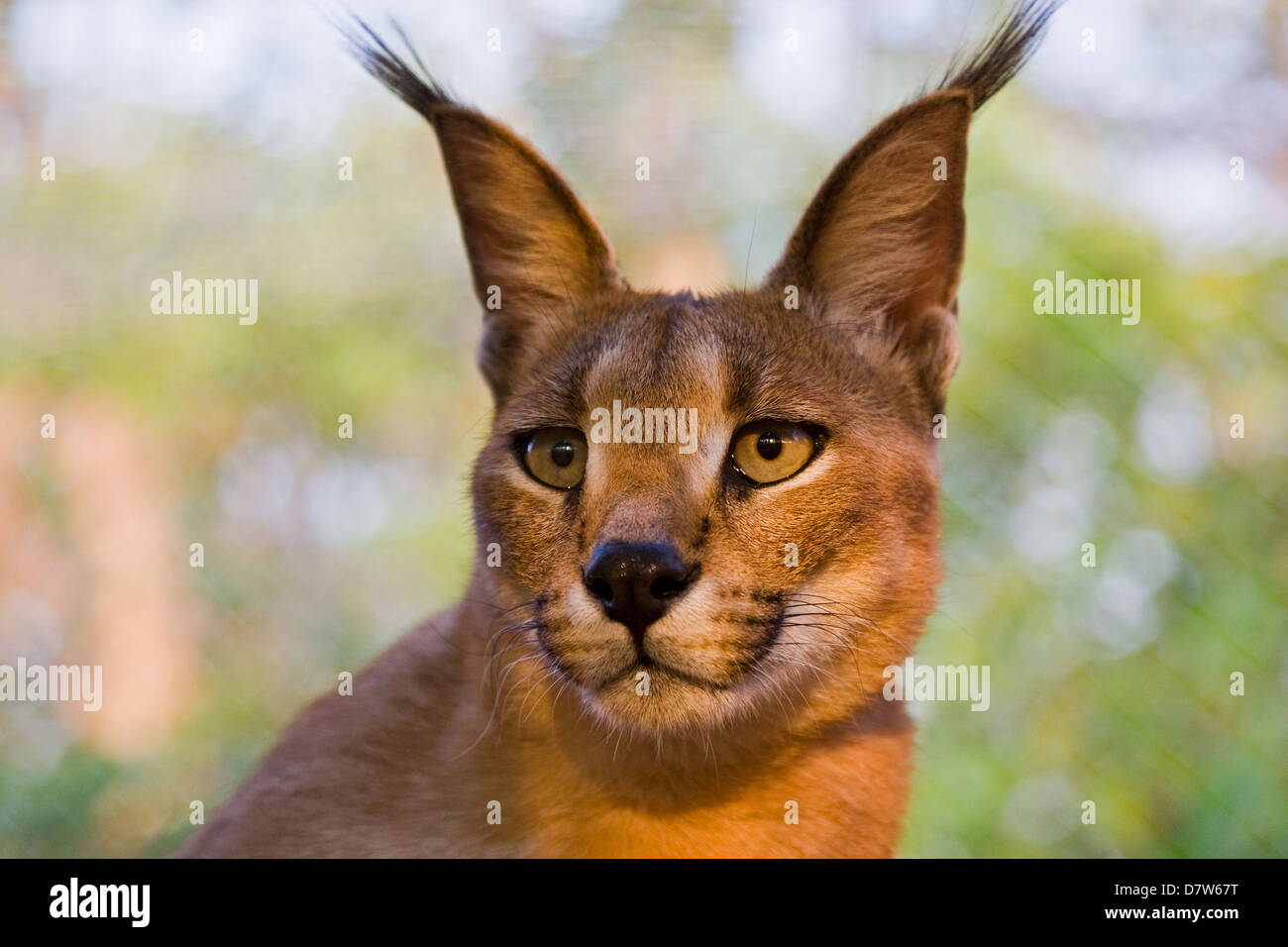 Caracals hi-res stock photography and images - Alamy