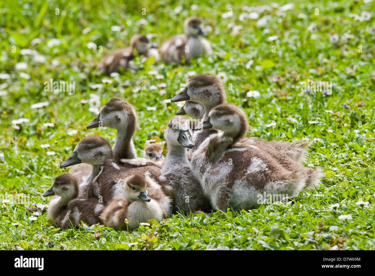 young Egyptian geese Stock Photo - Alamy