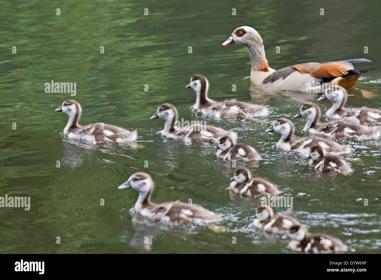 Baby egyptian geese hi-res stock photography and images - Alamy