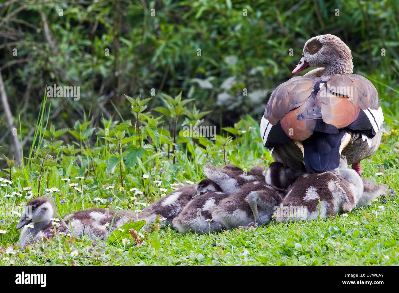 Snuggling Birds Stock Photos & Snuggling Birds Stock Images - Alamy