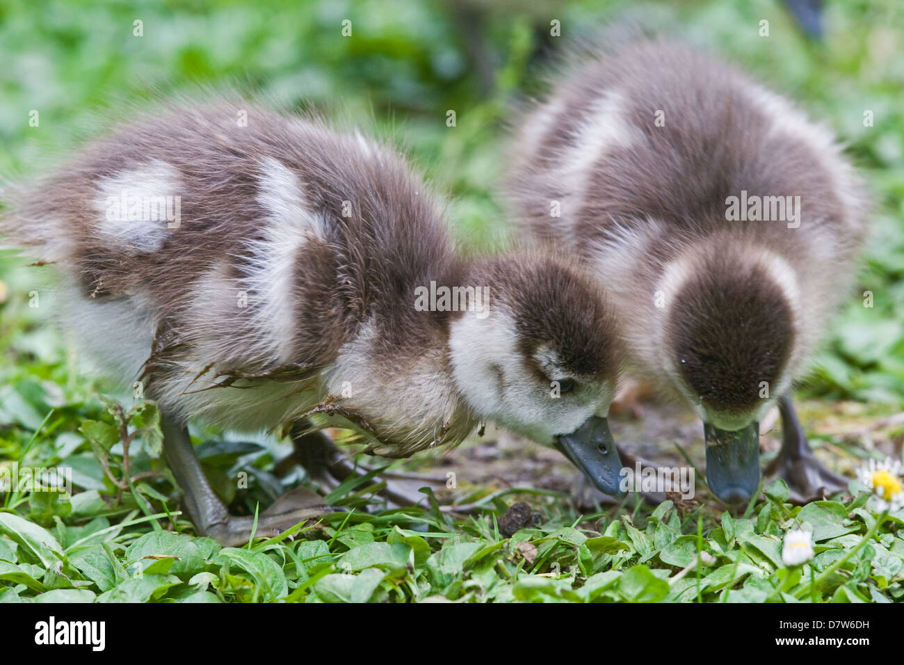 young Egyptian geese Stock Photo - Alamy