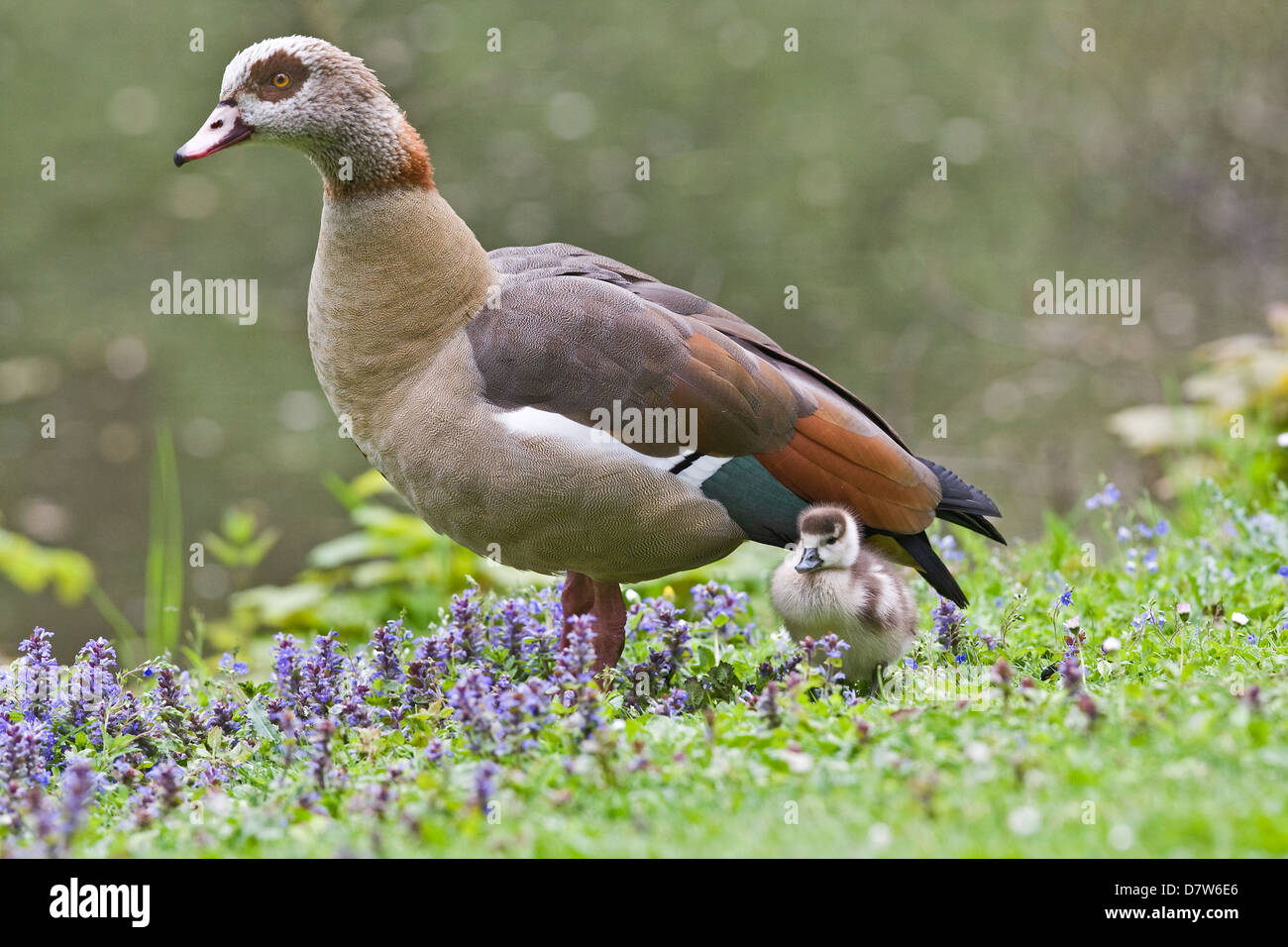 Baby egyptian geese hi-res stock photography and images - Alamy