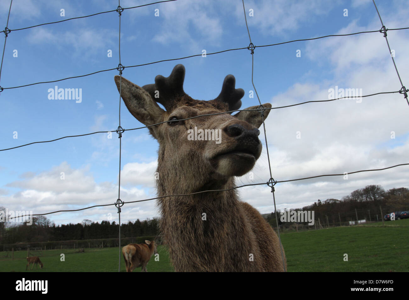 red deer in enclosure at Scottish Deer Centre Scotland May 2013 Stock ...
