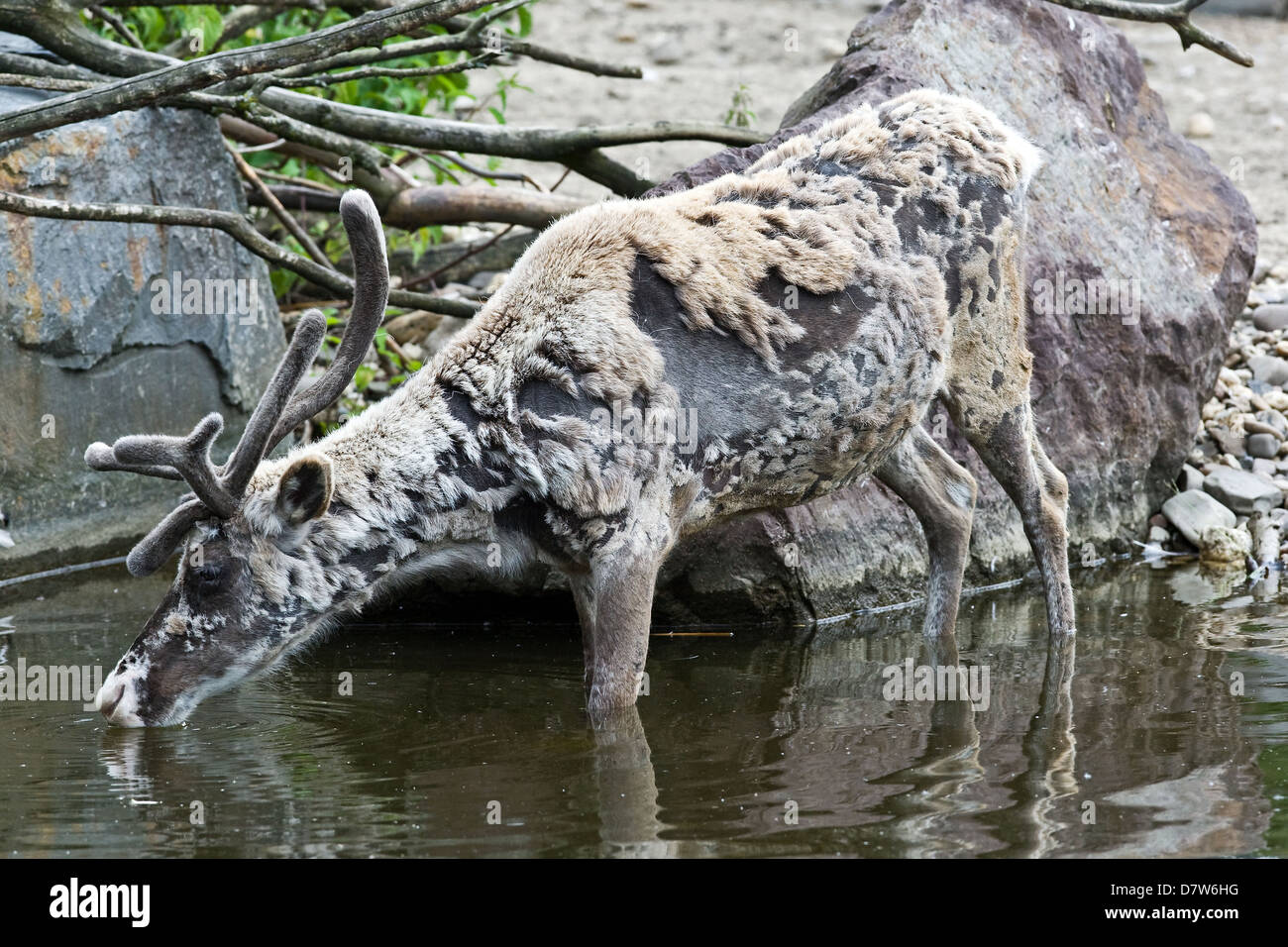 Caribou water drink hi-res stock photography and images - Alamy