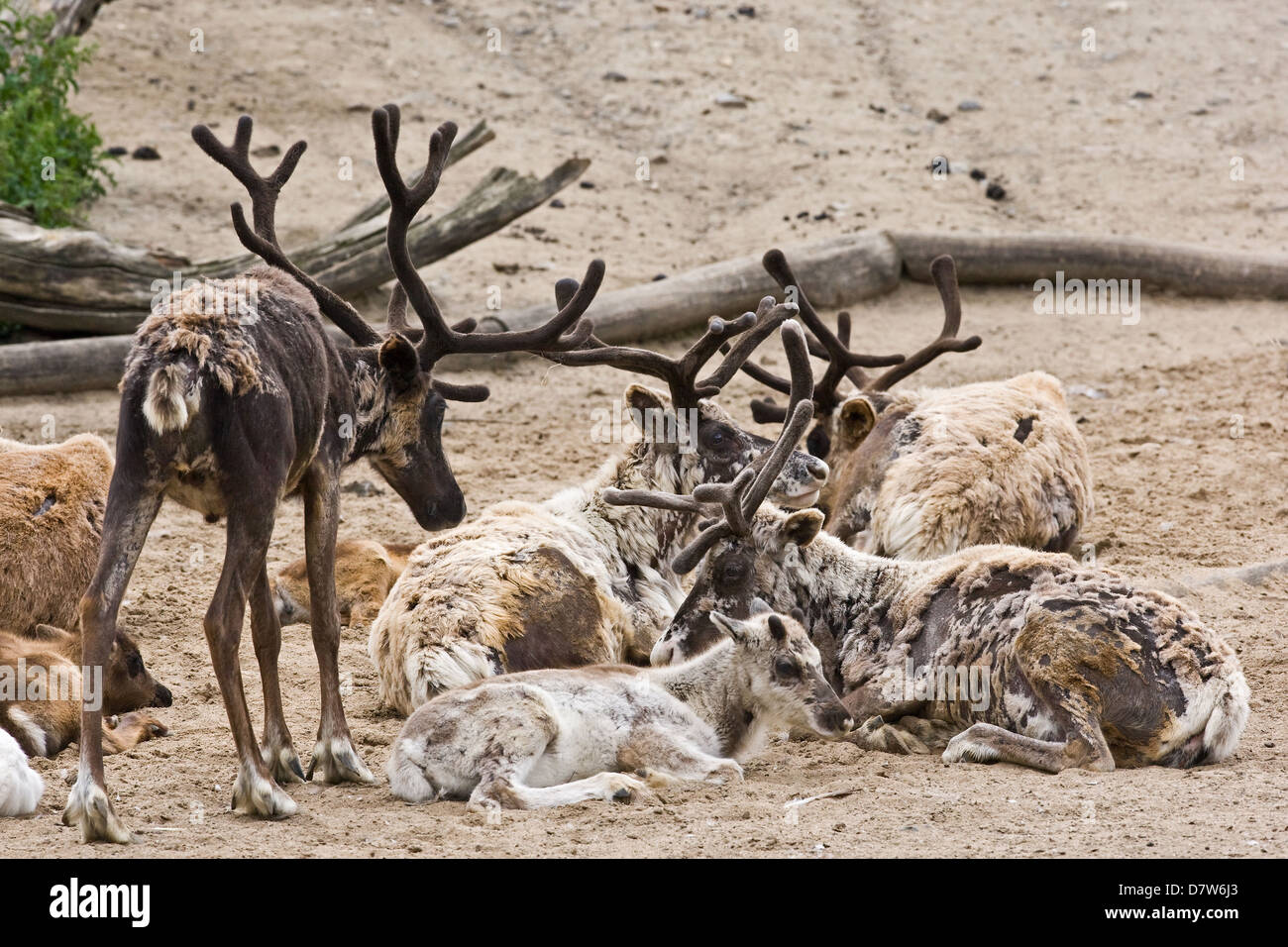 Group of caribou hi-res stock photography and images - Alamy