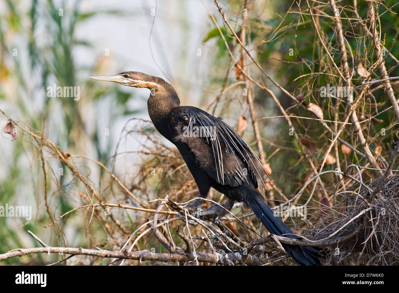 African darters hi-res stock photography and images - Alamy