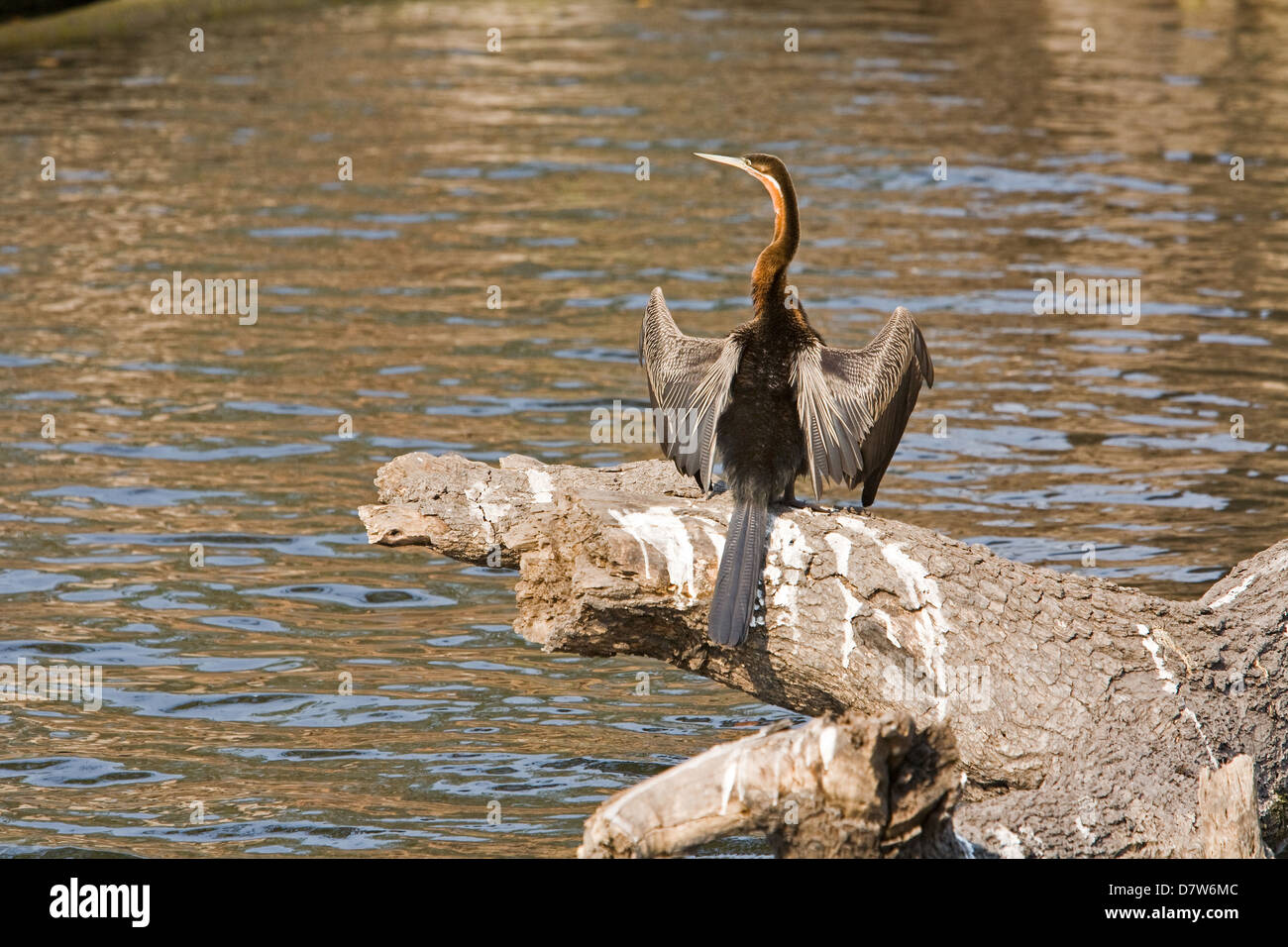 African darters hi-res stock photography and images - Alamy