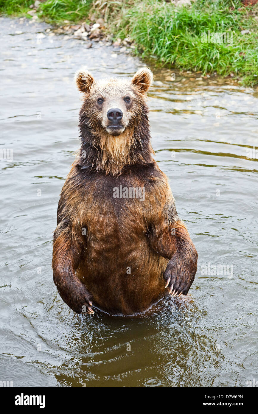 Bears begging hi-res stock photography and images - Alamy