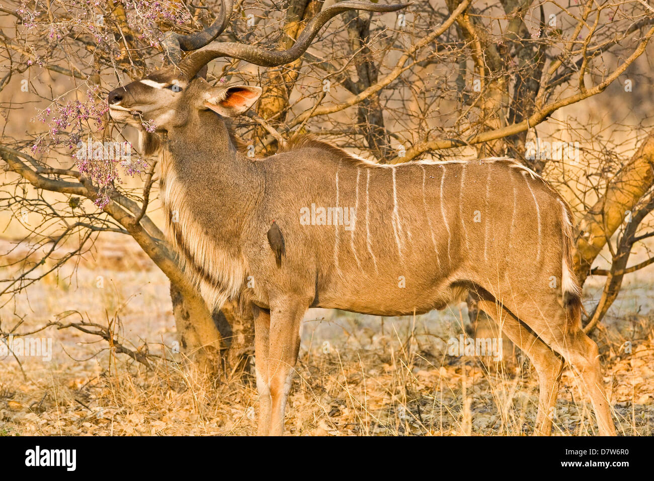 Kudu side profile hi-res stock photography and images - Alamy