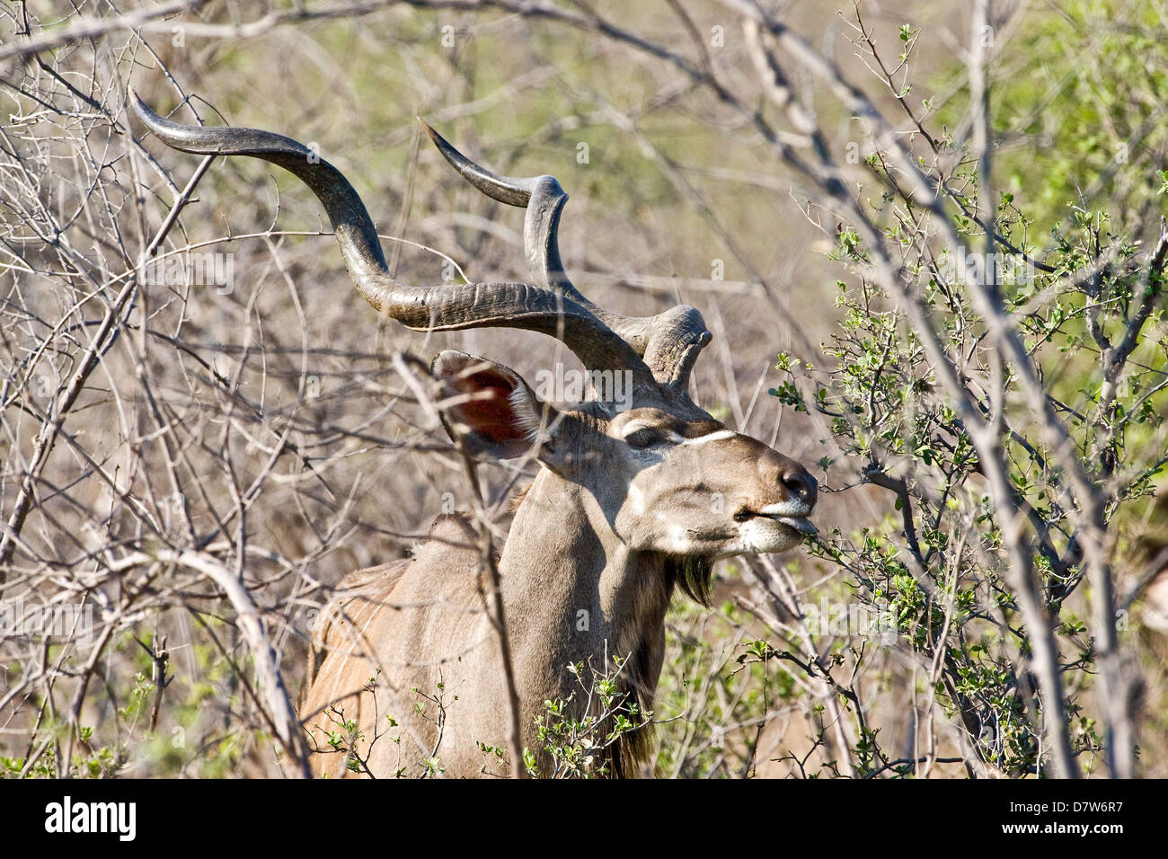 Kudu food hi-res stock photography and images - Alamy