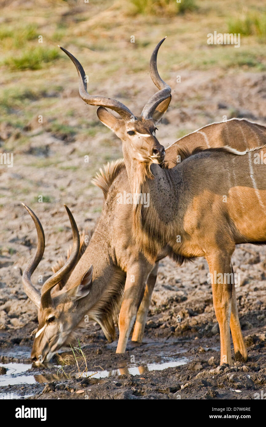 Two kudus hi-res stock photography and images - Alamy