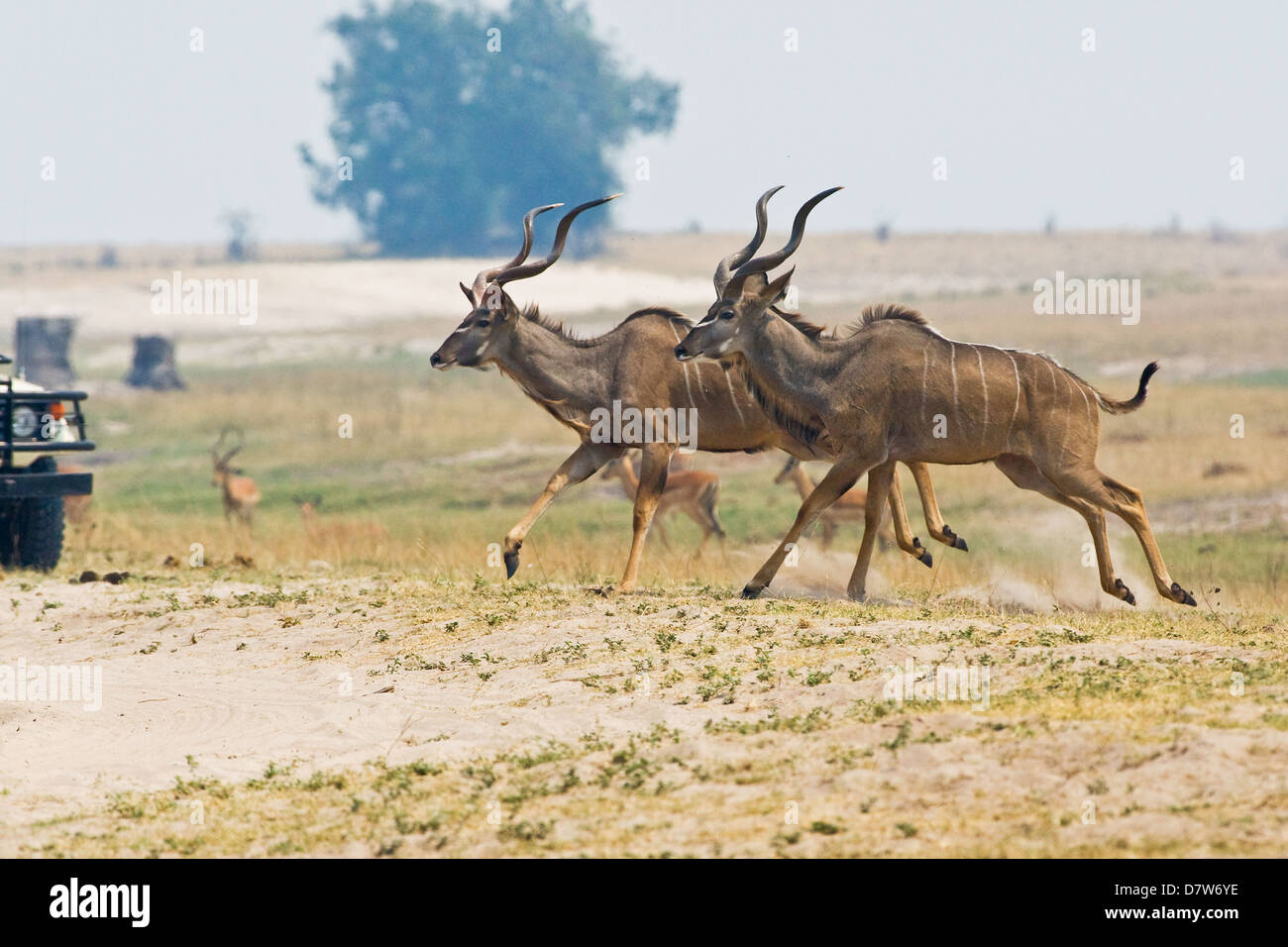 Two kudus hi-res stock photography and images - Alamy
