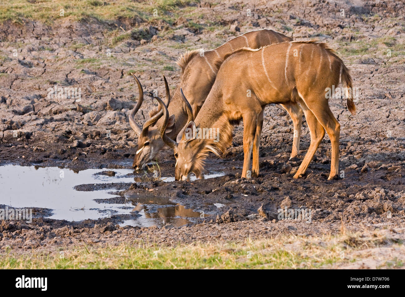 Two kudus hi-res stock photography and images - Alamy