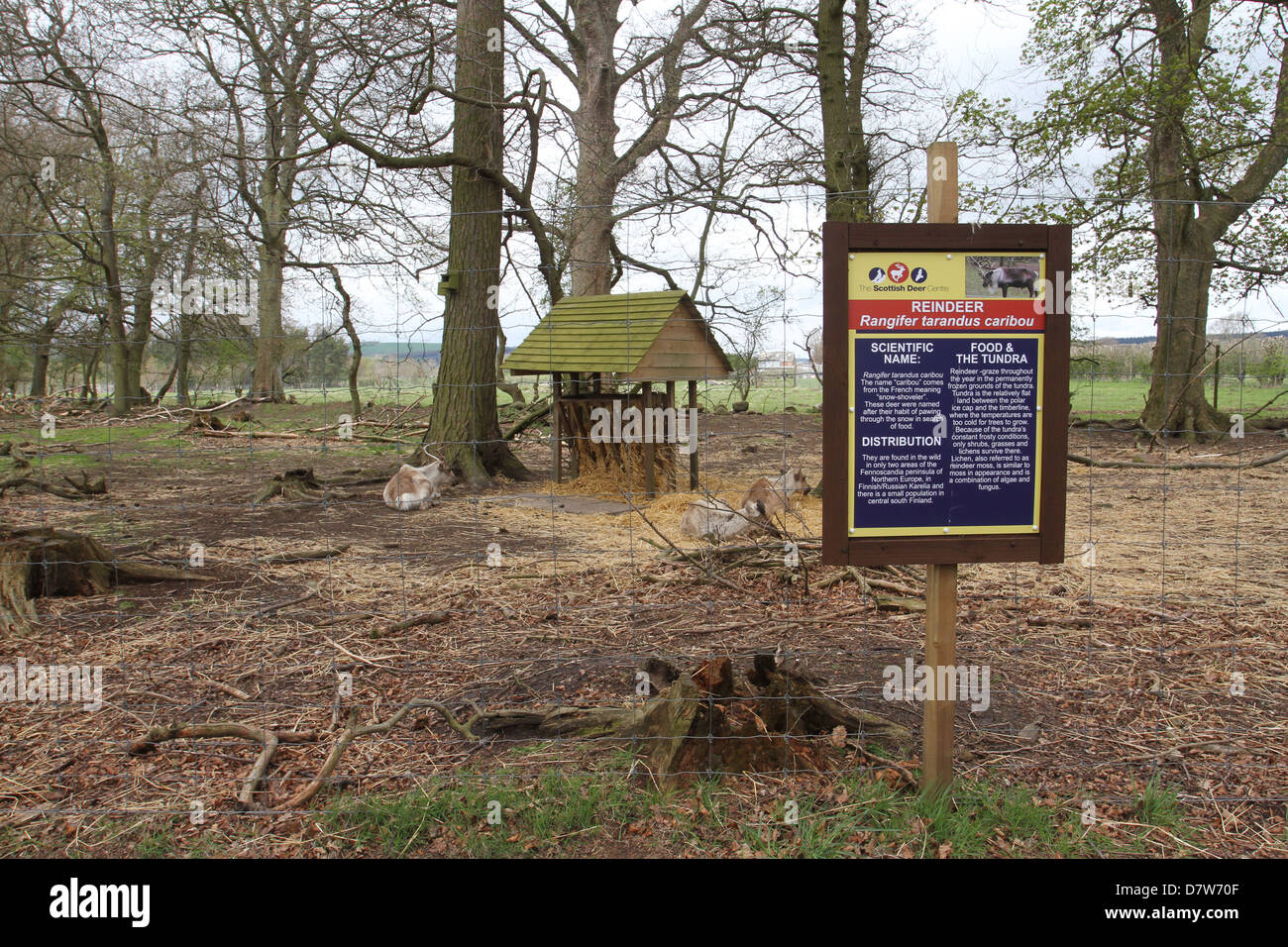 Reindeer enclosure at Scottish Deer Centre Scotland May 2013 Stock ...