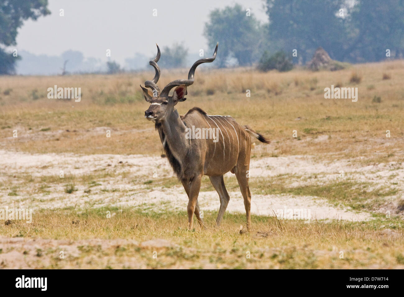 Kudu hi-res stock photography and images - Alamy