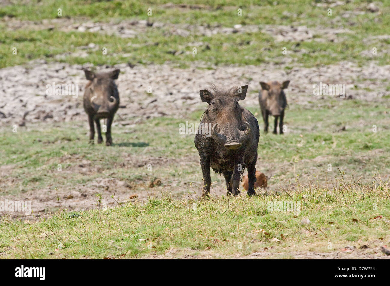 Warthogs wart hog hi-res stock photography and images - Alamy