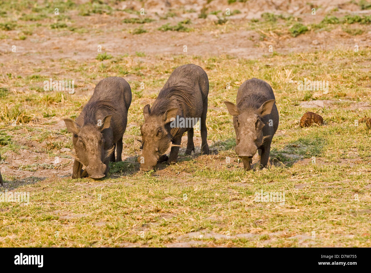 Warthogs eating hi-res stock photography and images - Alamy