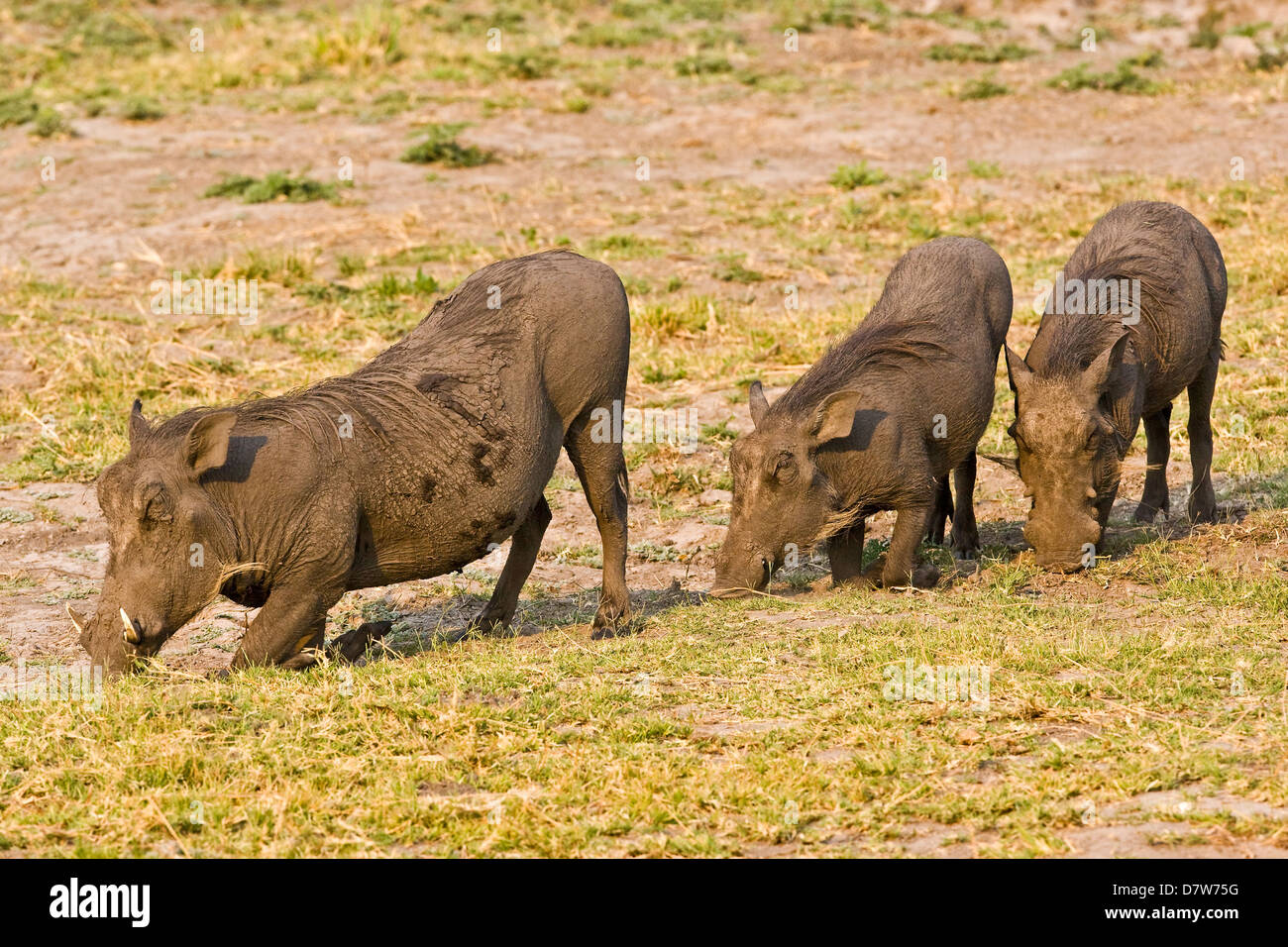 Warthogs eating hi-res stock photography and images - Alamy