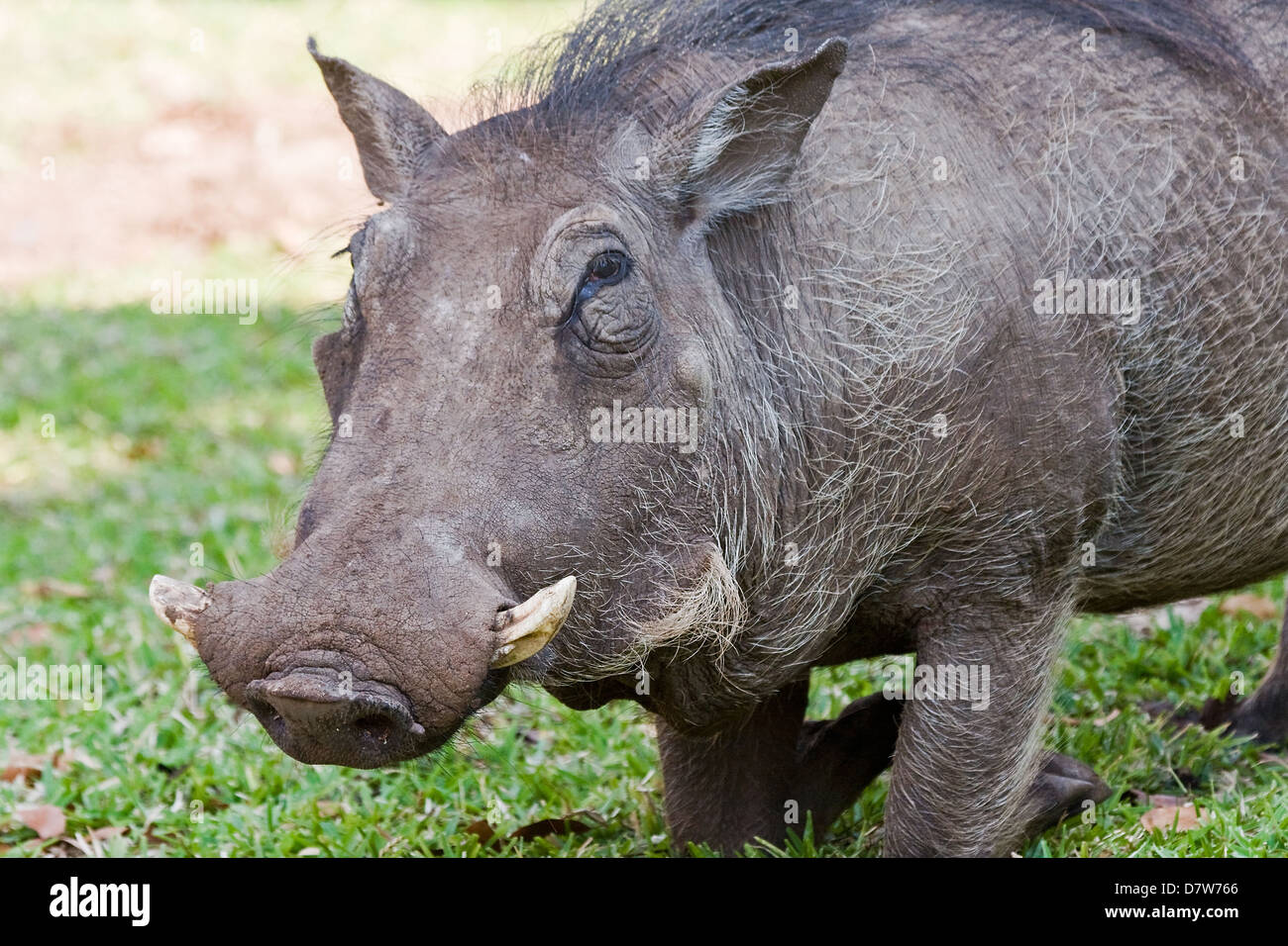 Wart hogs hi-res stock photography and images - Alamy