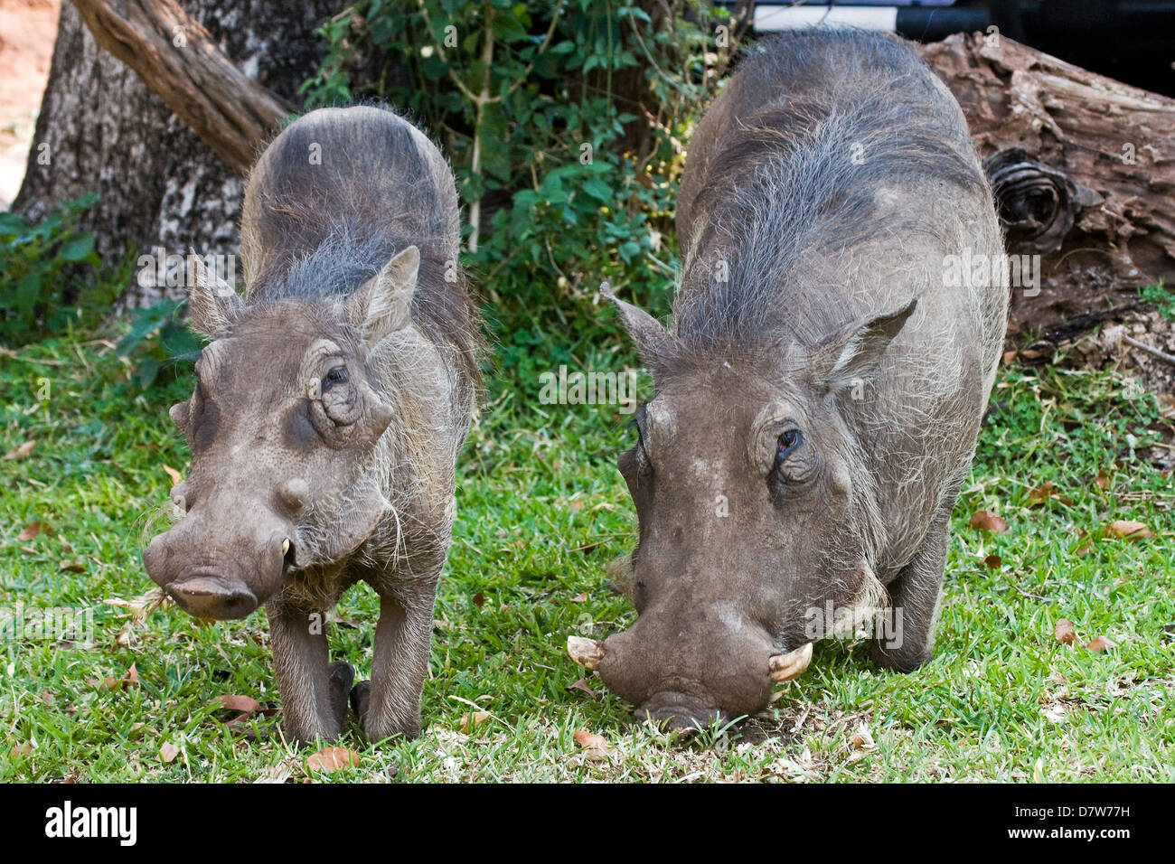 Warthogs eating hi-res stock photography and images - Alamy