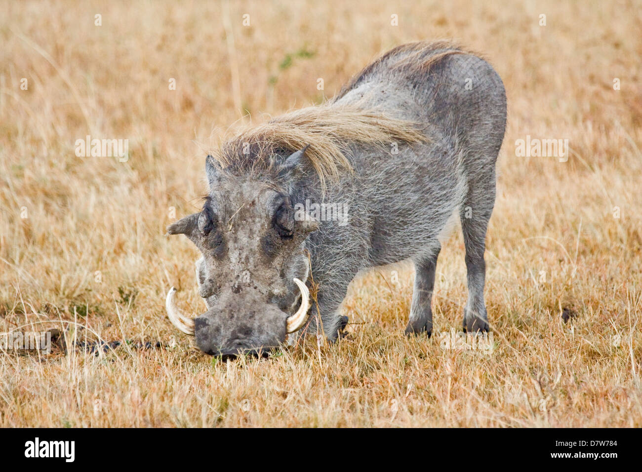 Warthogs eating hi-res stock photography and images - Alamy