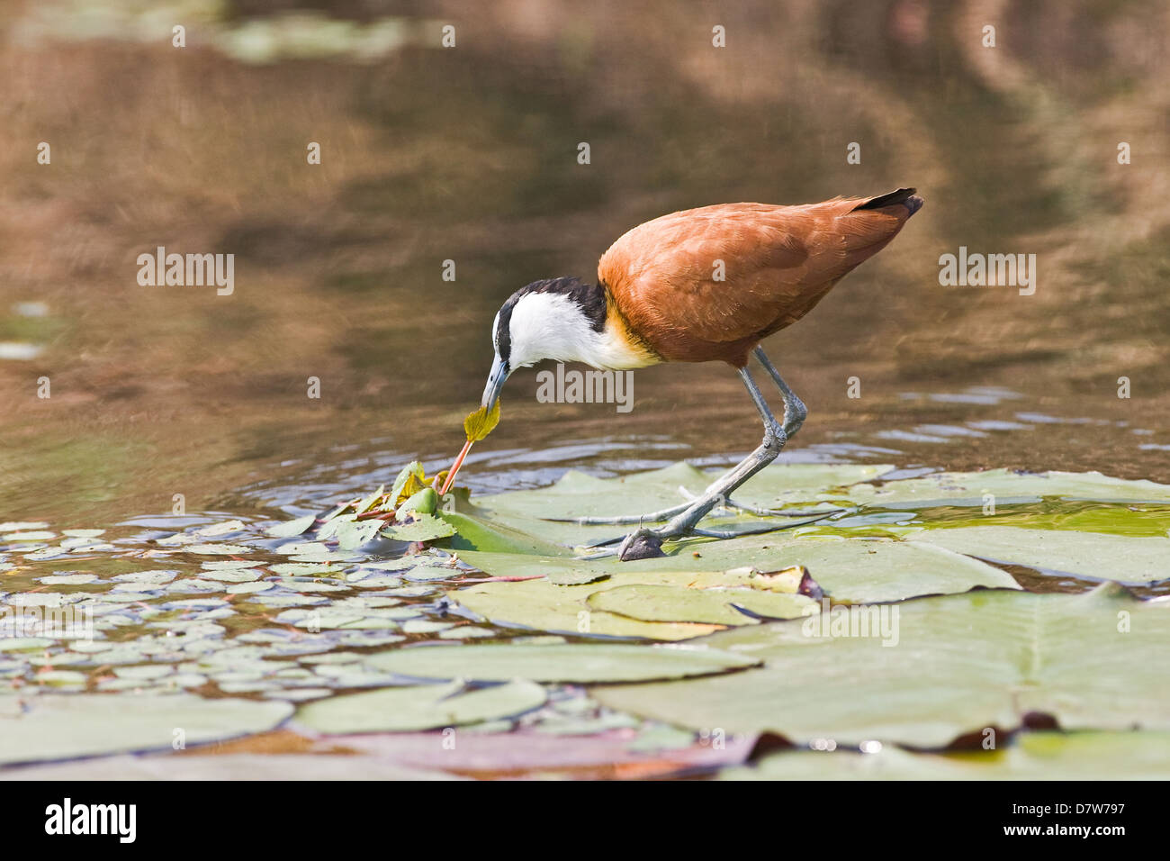 Jacanas jesus birds hi-res stock photography and images - Alamy