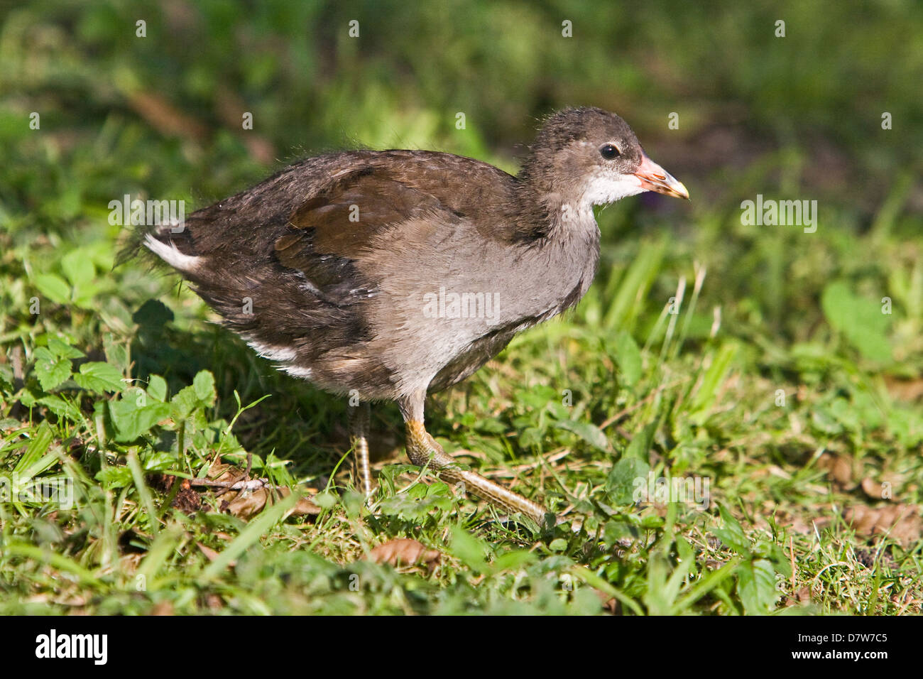 Immature common gallinule hi-res stock photography and images - Alamy