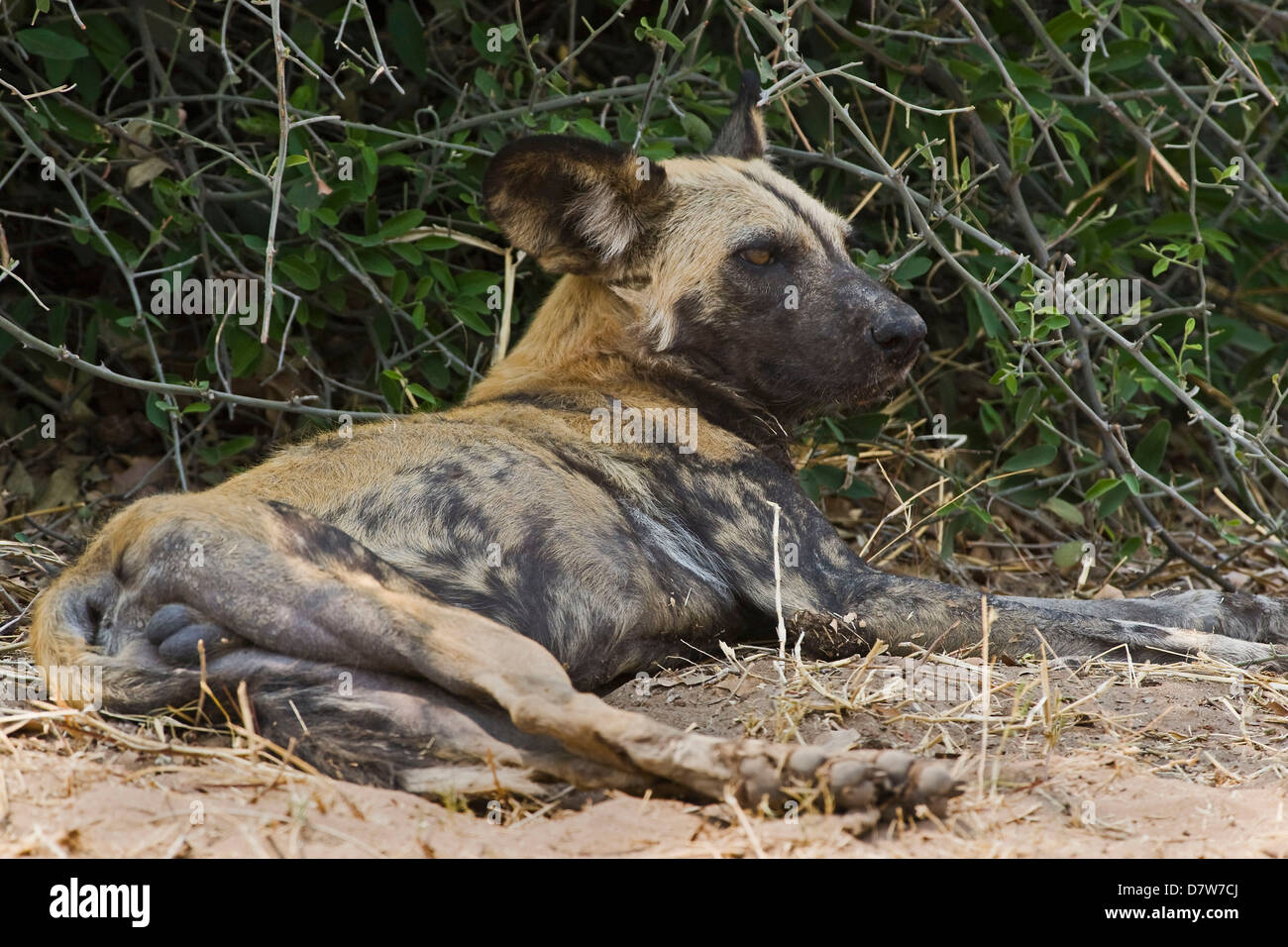African wild dogs predators hi-res stock photography and images - Alamy