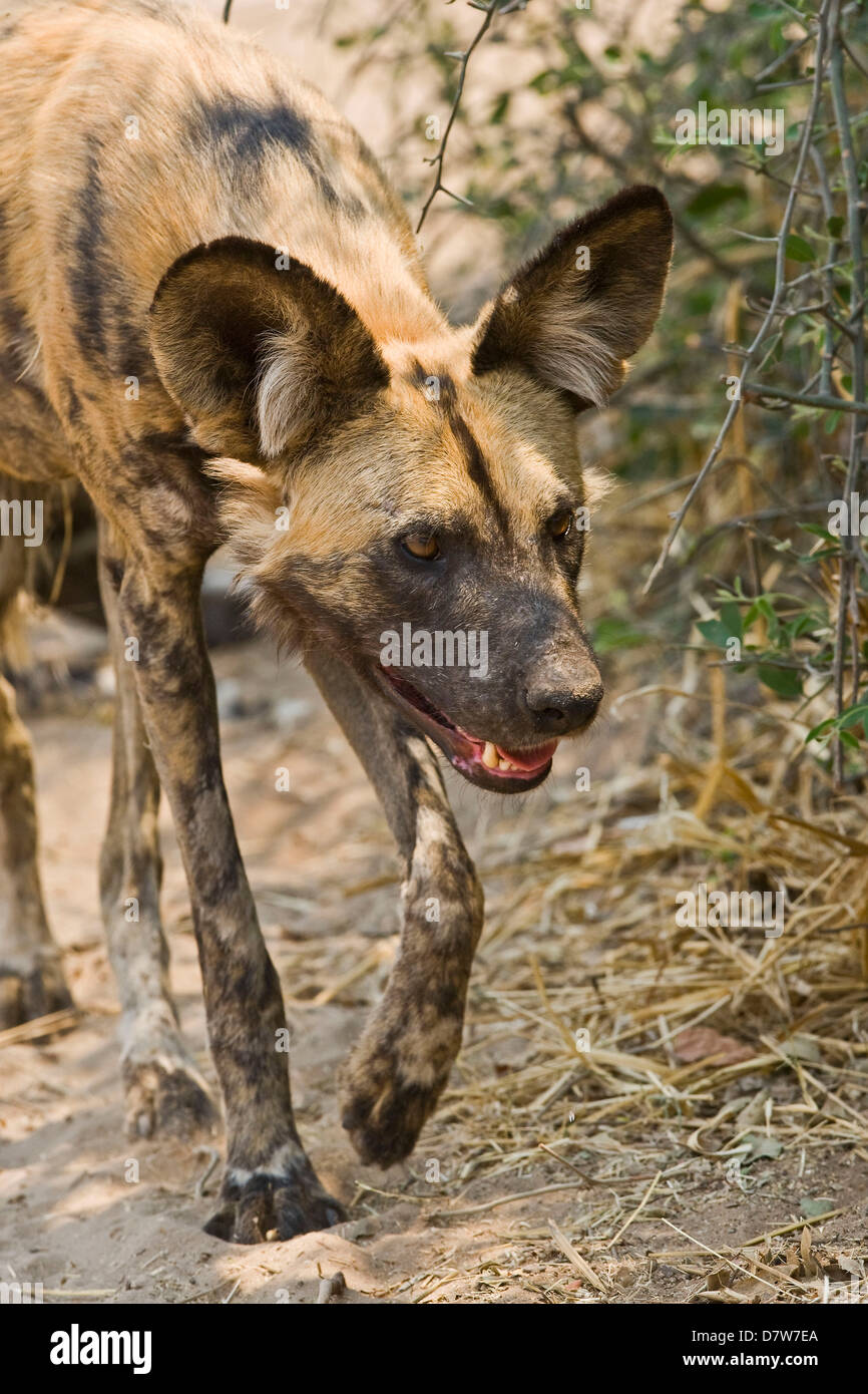 African bush dog hi-res stock photography and images - Alamy