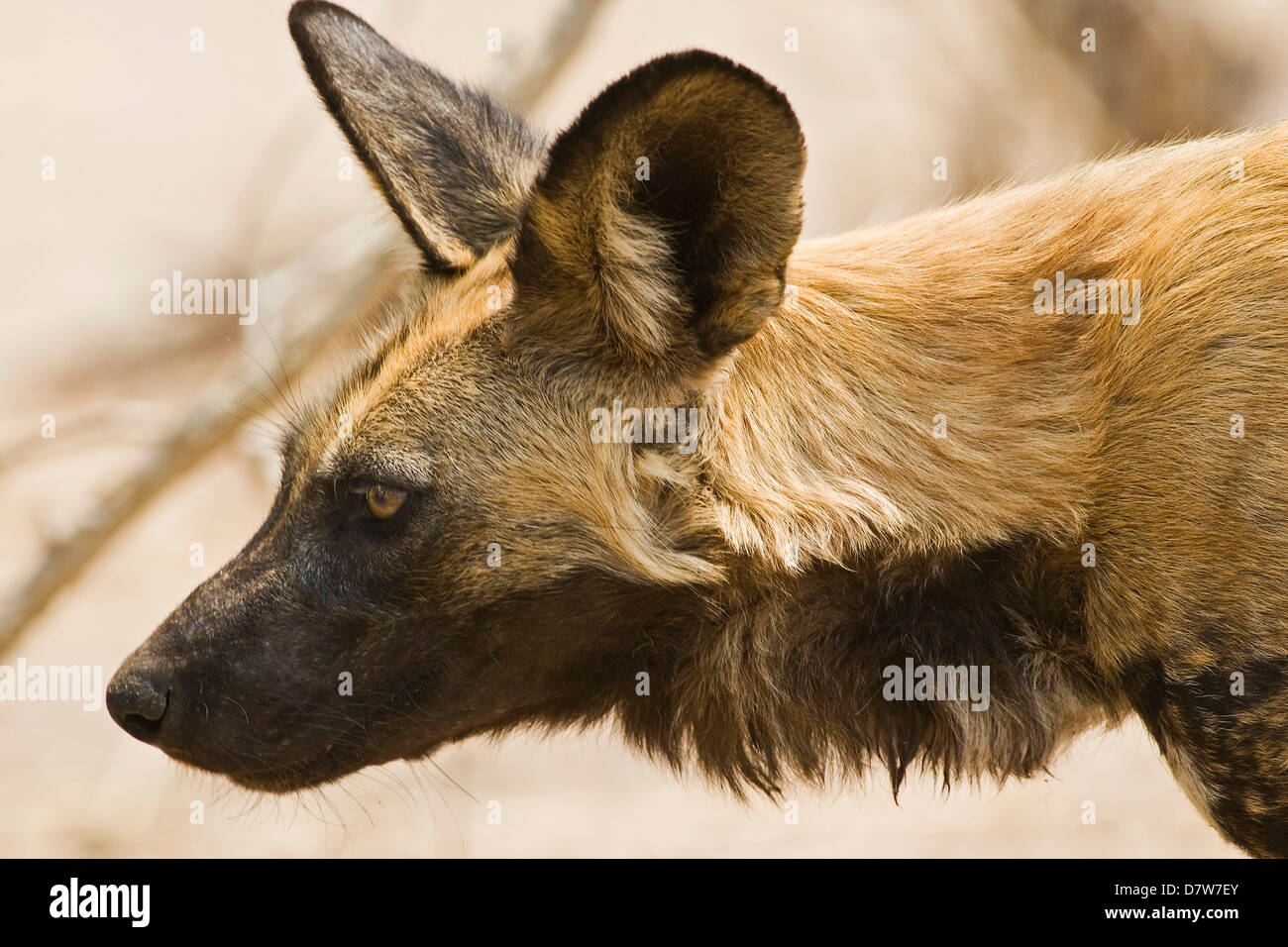 African wild dog profile hi-res stock photography and images - Alamy