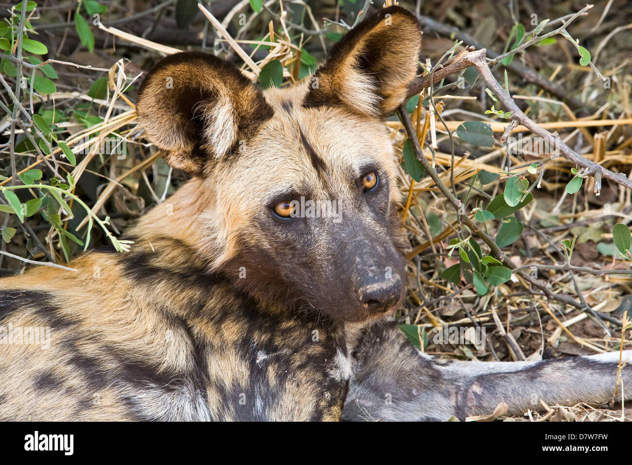 African hunting dog Stock Photo - Alamy