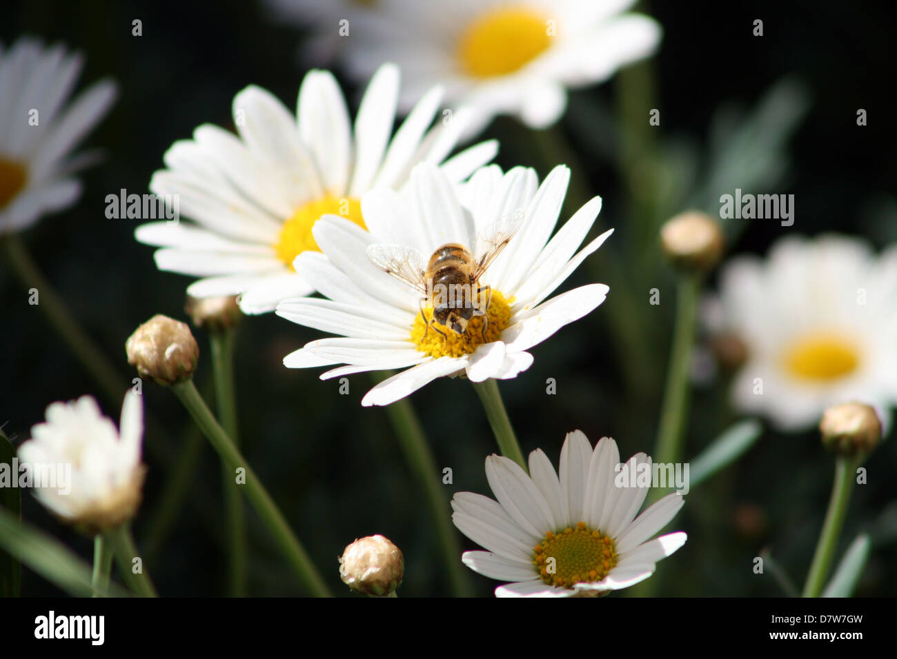 A honey bee covered in pollen while pollinating a daisy in a garden in ...