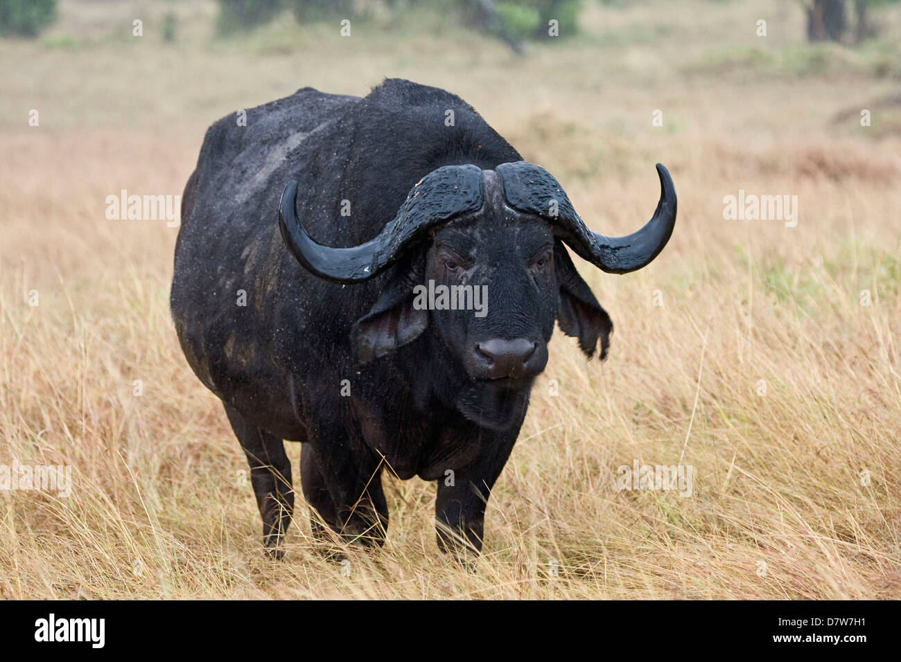 African buffelo hi-res stock photography and images - Alamy