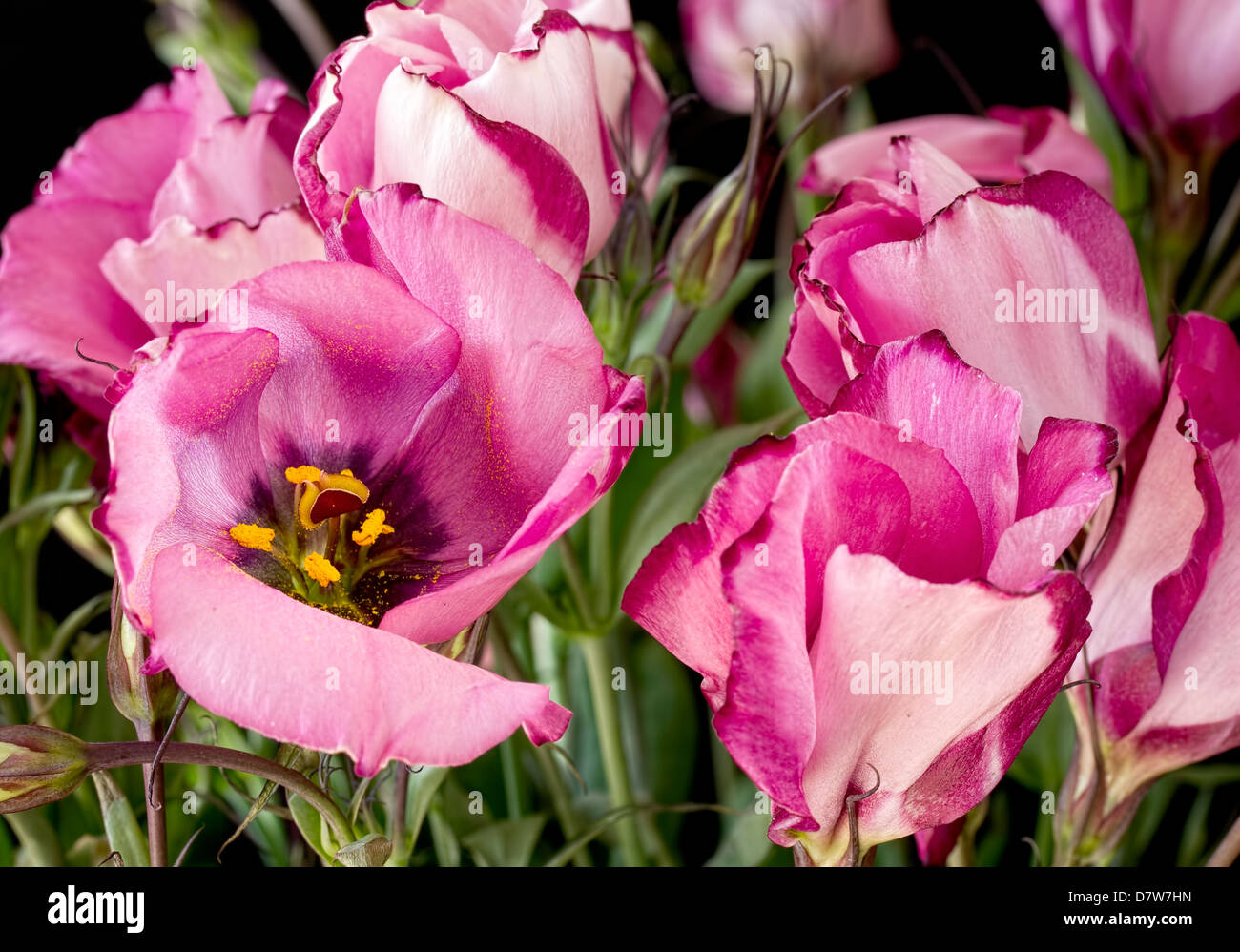 Purple lisianthus flower hi-res stock photography and images - Alamy