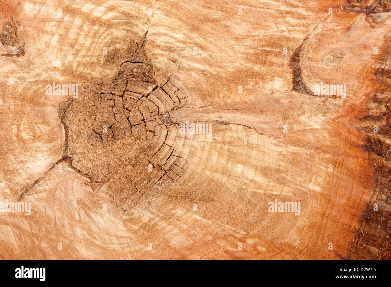 A close up of cut tree trunk showing grain and rings of the wood Stock ...