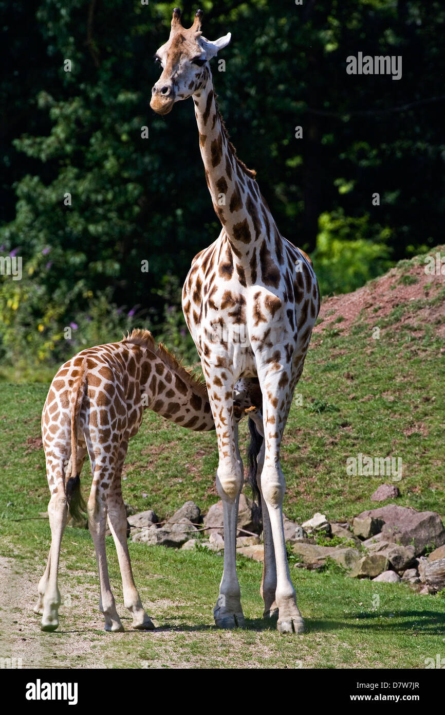 Nursing giraffe hi-res stock photography and images - Alamy
