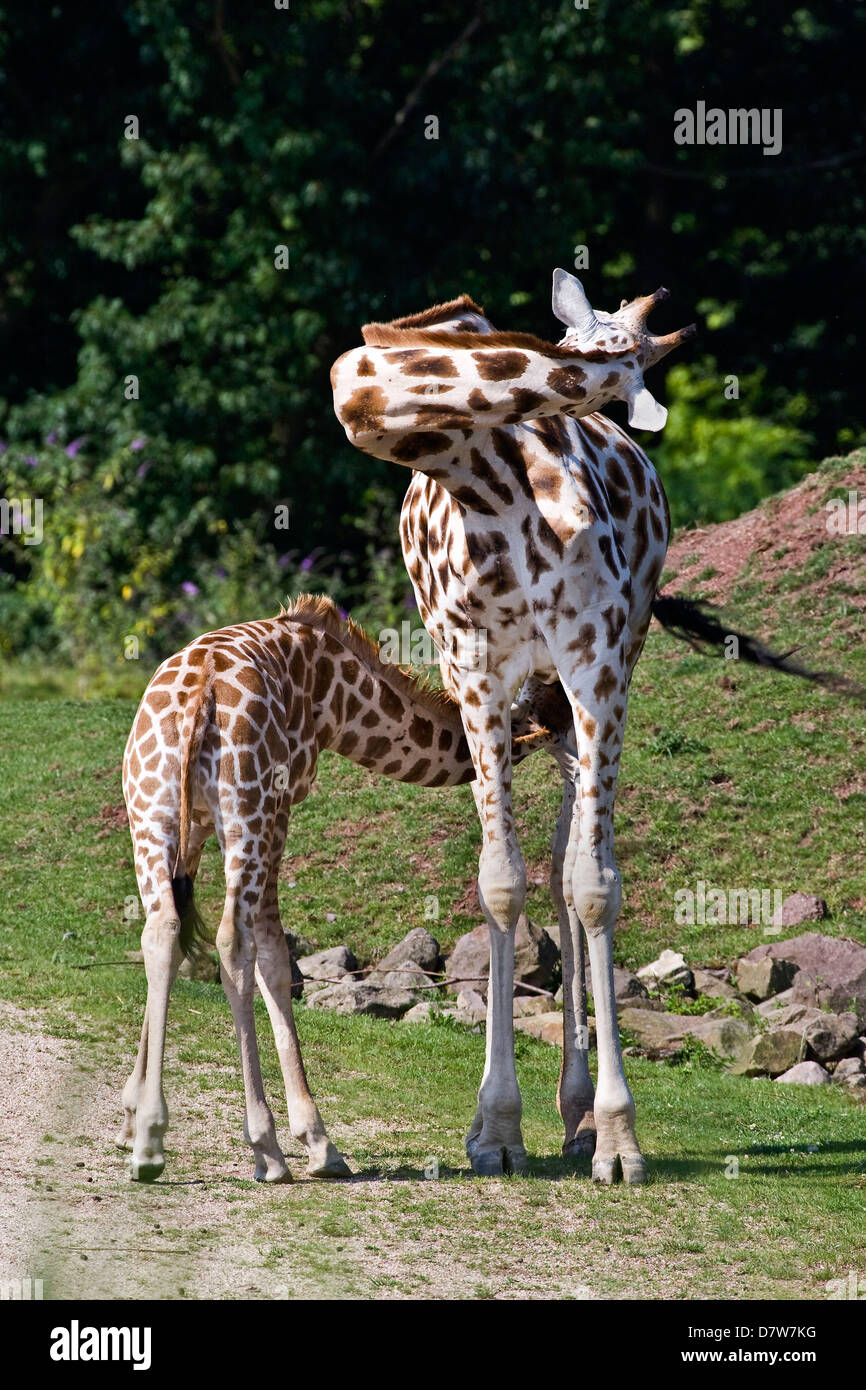 Nursing giraffe hi-res stock photography and images - Alamy