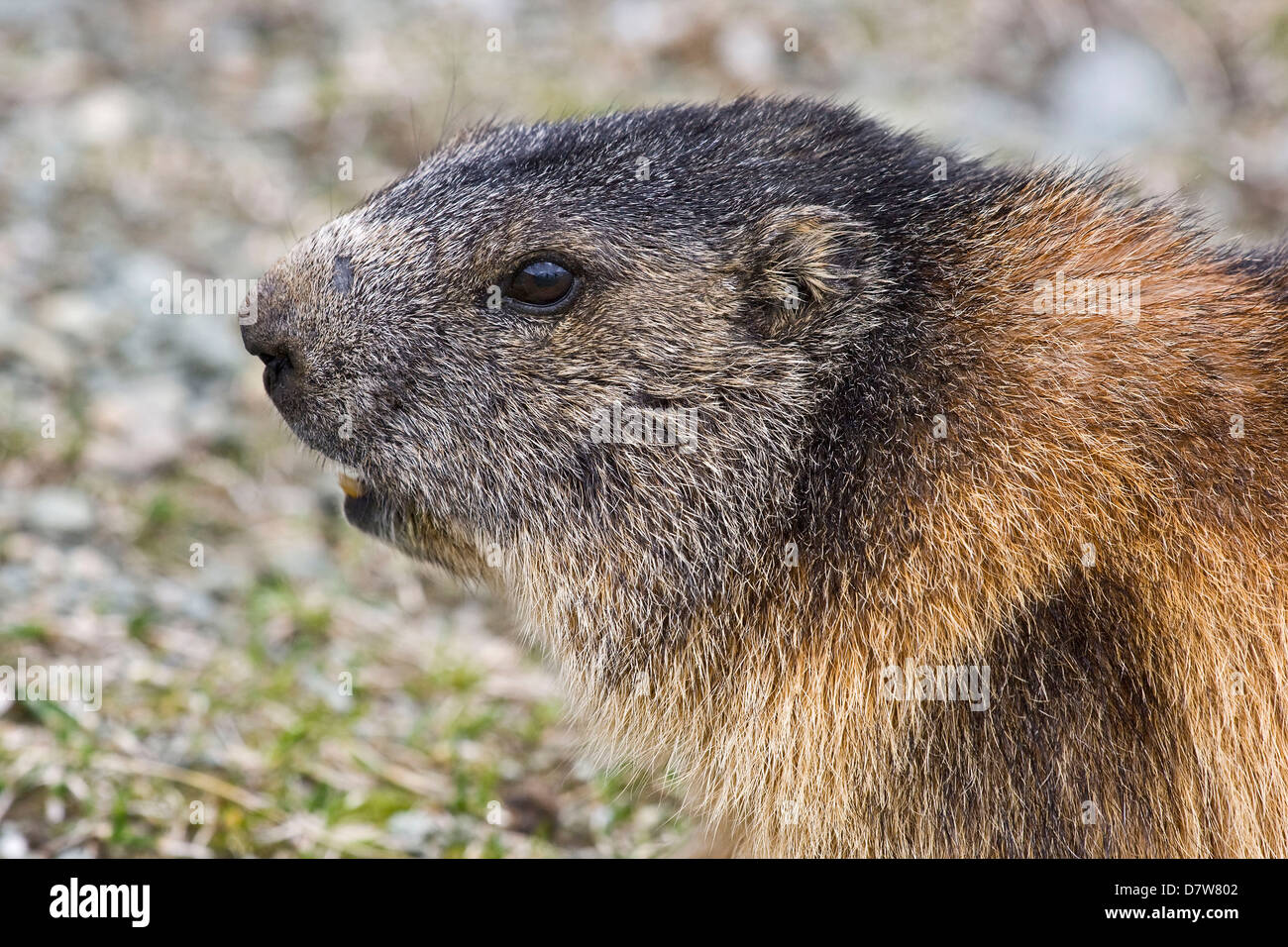 Eurasian marmot hi-res stock photography and images - Alamy