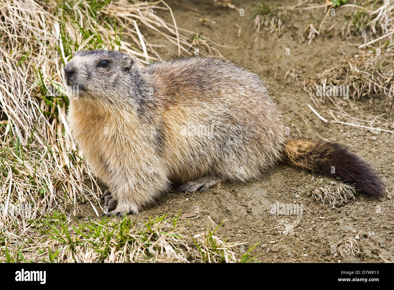 Adult marmots hi-res stock photography and images - Alamy