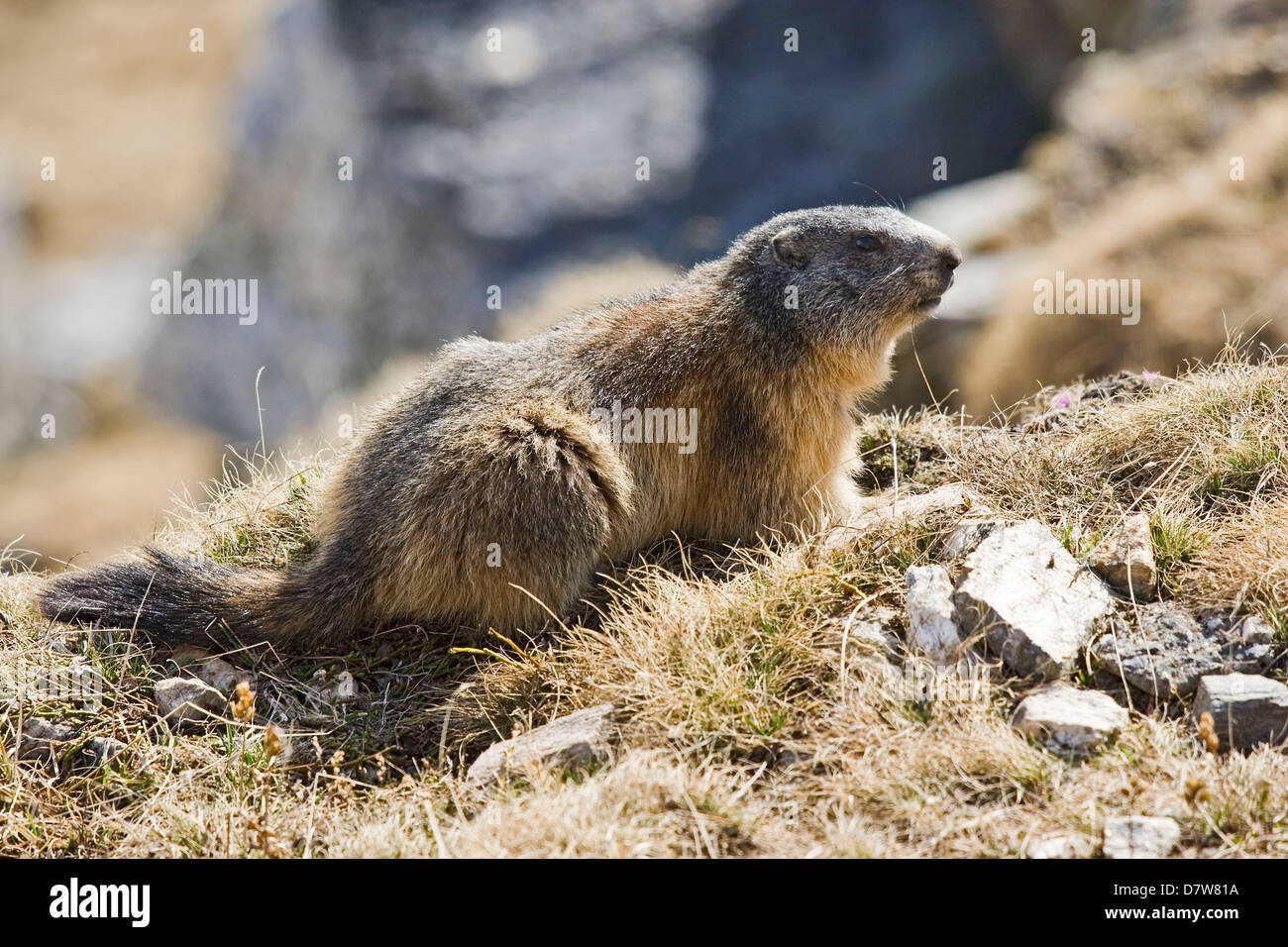 Adult marmots hi-res stock photography and images - Alamy