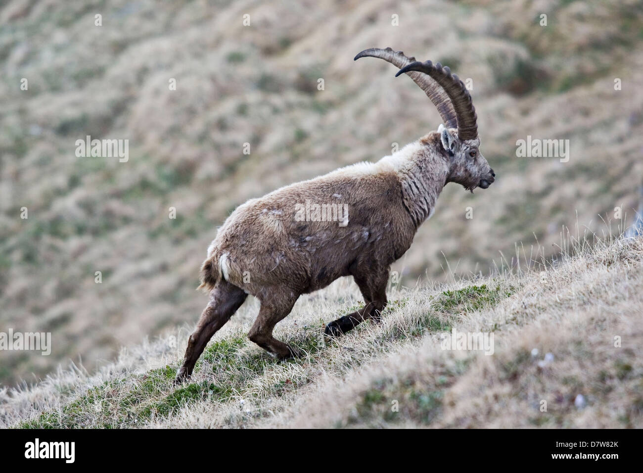 Alpine ibex walking hi-res stock photography and images - Alamy