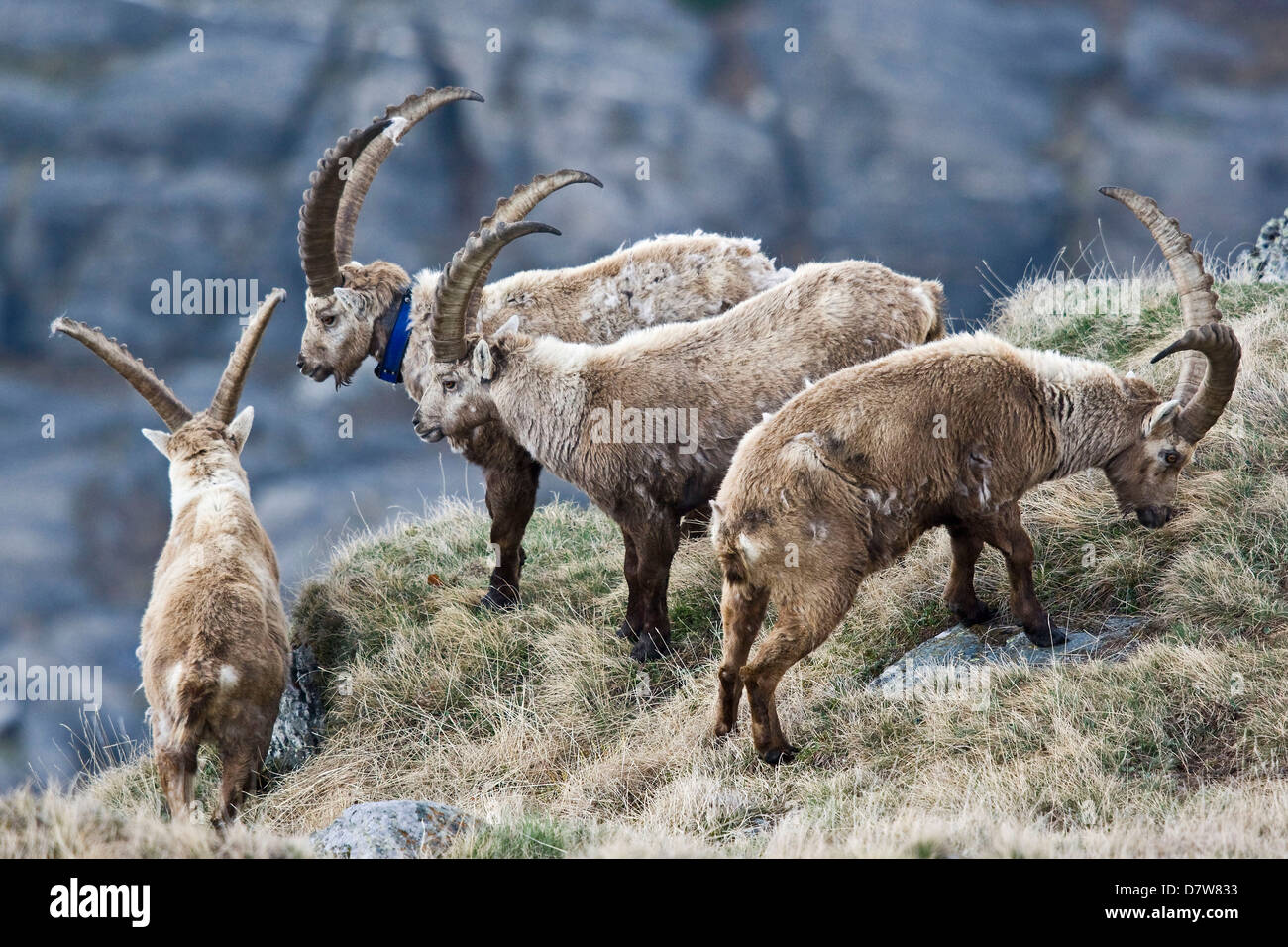 Ibex eating hi-res stock photography and images - Alamy