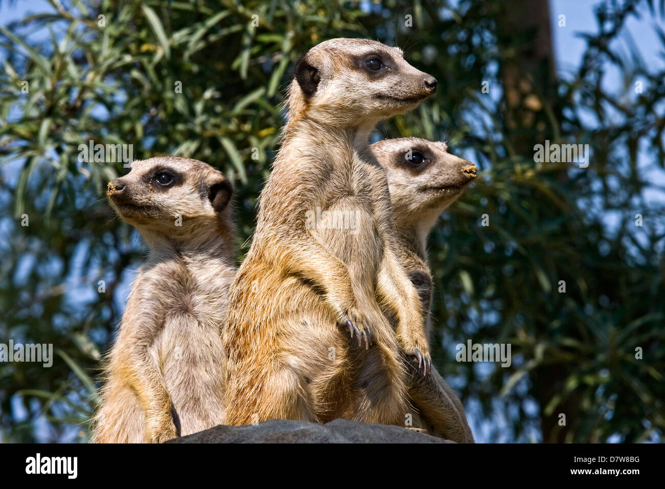 Suricate meerkat in standing hi-res stock photography and images - Alamy